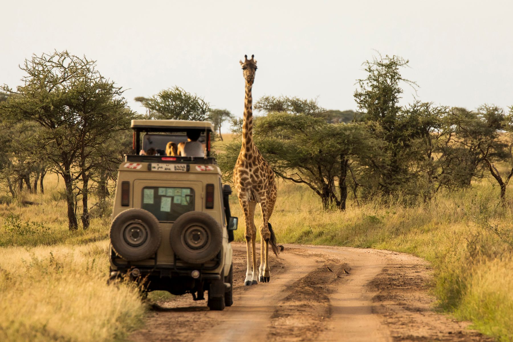 Benefits of a 4WD Self-Drive Safari - Back Track Adventures